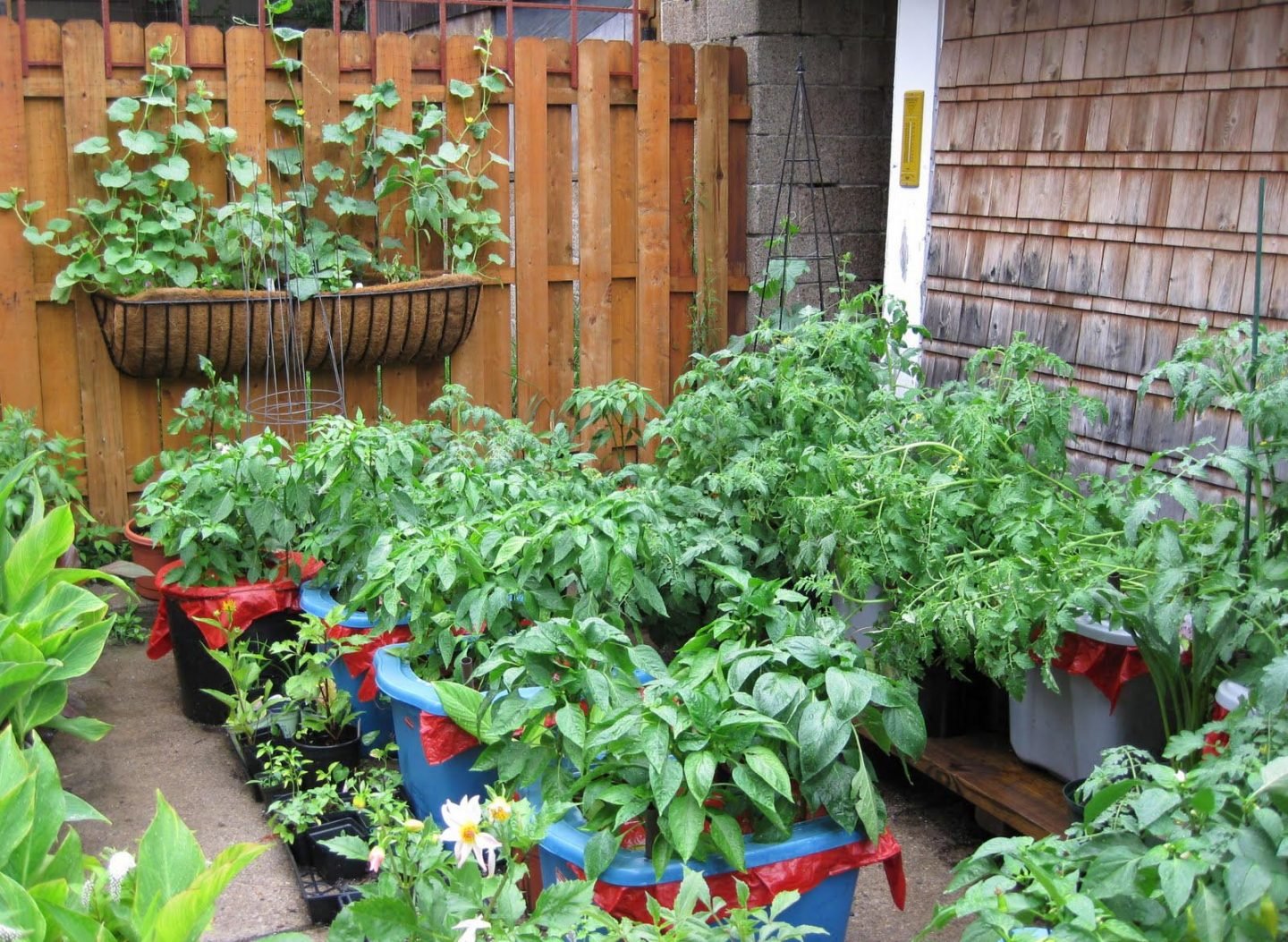 How to Make a Vegetable Garden in the Backyard | Ann Inspired