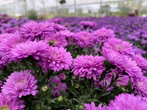 How to Grow and Care for Aster Flowers | Ann Inspired