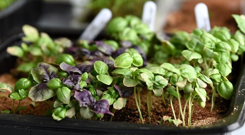 5 Tips To Grow Big, Bushy Basil | Ann Inspired