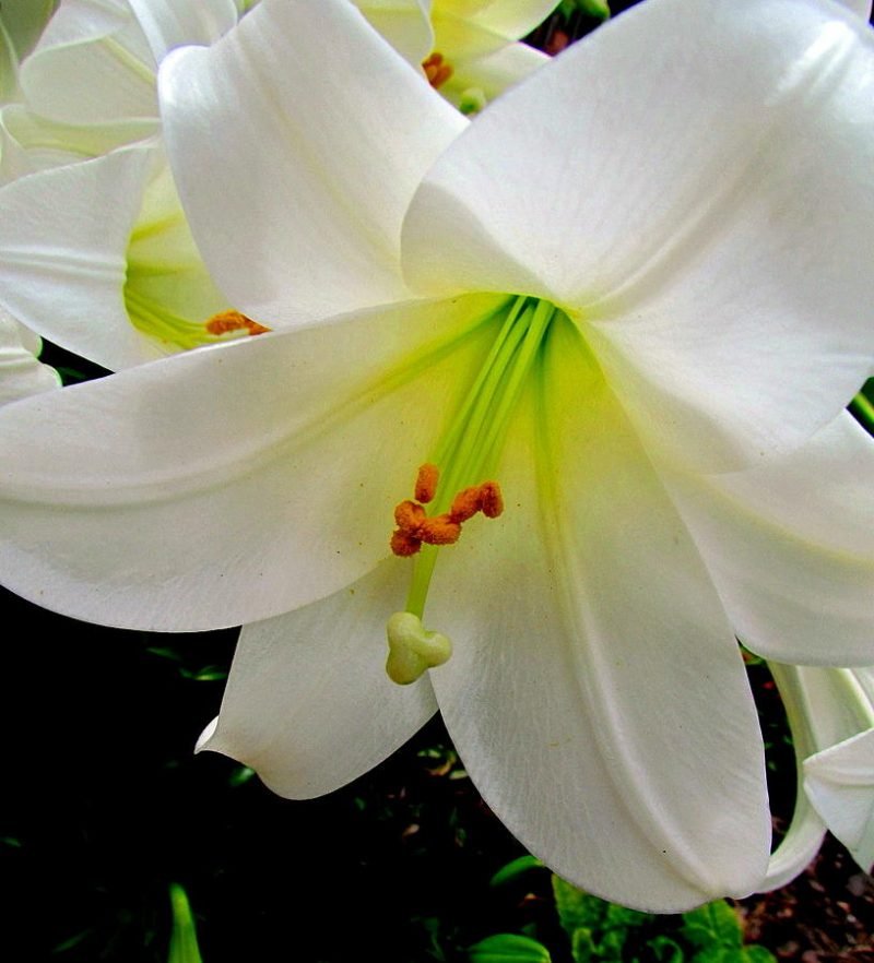 How to Grow and Care for Christmas Lily | Ann Inspired